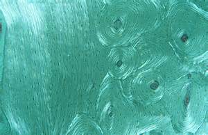 Hls Cartilage And Bone And Bone Histogenesis Compact Bone High Mag