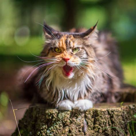 How Often Should You Bathe Your Maine Coon 11 Expert Tips