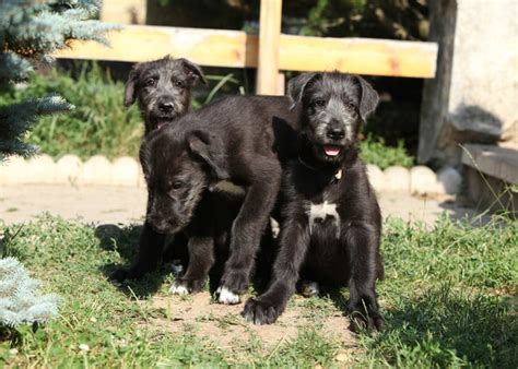 Black Irish Wolfhound Puppies