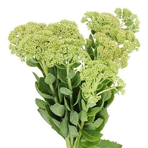 Sedum Green 55cm Wholesale Dutch Flowers And Florist Supplies Uk