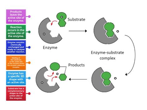 Mode Of Action Of An Enzyme Labelled Diagram