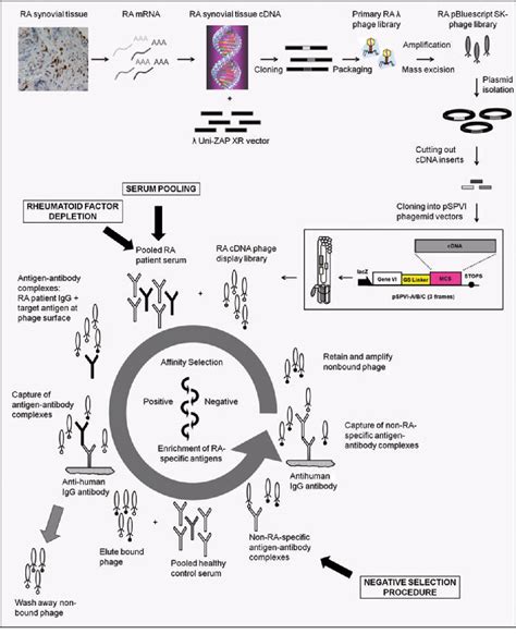 Figure 1 From Contemporary Challenges In Autoimmunity Optimization Of High Throughput