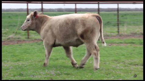 Codeg Tag 10 March 2016 Youtube