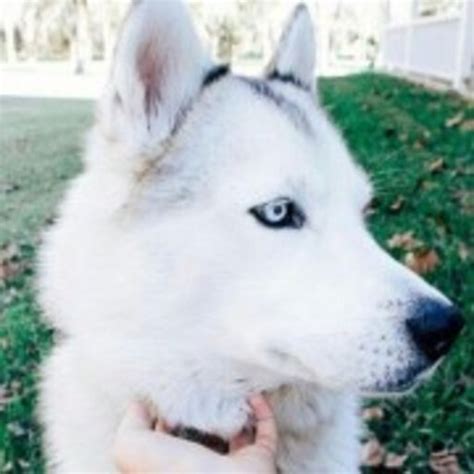 Marrisha Aziz International School Of Kuala Lumpur Faculty Of