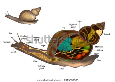 Gastropoda Snail Anatomy Over 40 648 Royalty Free Licensable Stock
