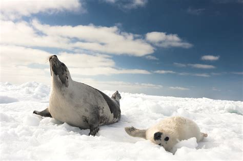 Harp Seals Gulf Of Stlawrence David Doubilet
