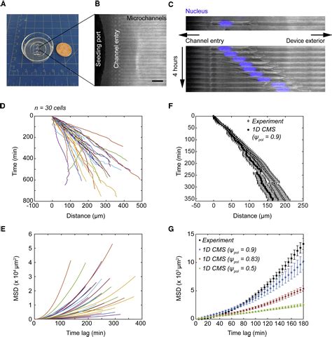 Predicting Confined 1d Cell Migration From Parameters Calibrated To A