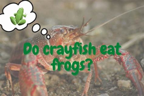Do Crayfish Eat Frogs And Tadpoles Outlife Expert