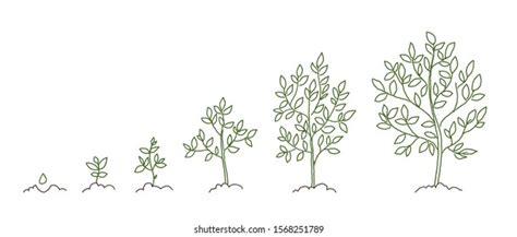 Tree Growth Stages Image Royalty Free Stock Vector Images
