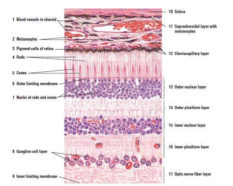 Histology Drawings