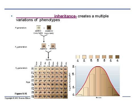 Chapter 9 Patterns Of Inheritance Power Point Lectures