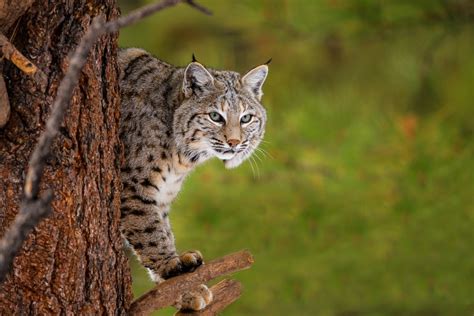 Indiana Bobcat Hunting Season Hunters And Critics Weigh In