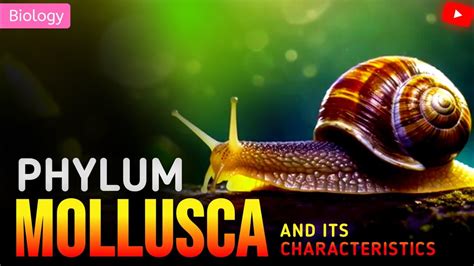 Phylum Mollusca Class 11neet Bsc 1st Year 3d Animation Youtube