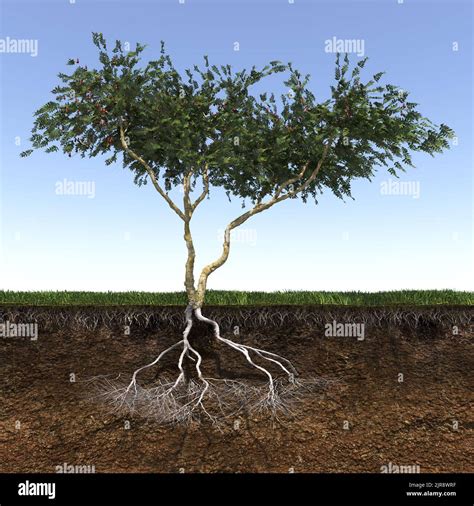 Tree Root System Cg Illustration Sketch Outline Stock Photo Alamy