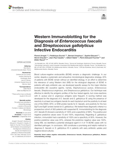 Pdf Western Immunoblotting For The Diagnosis Of Enterococcus Faecalis