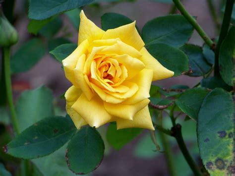 Yellow Rose Of Texas Etsy