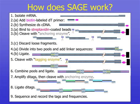 Ppt Analysis Of Sage Data An Introduction Powerpoint Presentation Free Download Id 262609