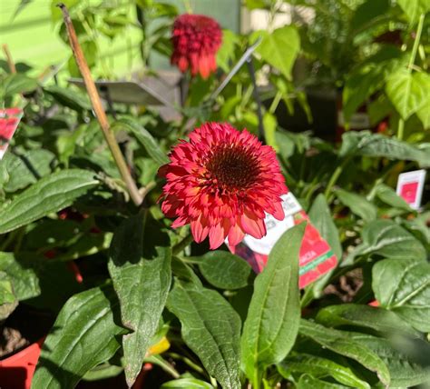 Pollinators And Perinnials Nursery Market In Pensacola Fl Baileys