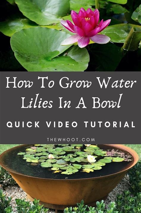 How To Grow Water Lilies In A Bowl Video The Whoot Container