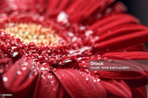 아름다운 자연 배경입니다 여름 봄 컨셉 어두운 배경에 신선한 빨간 거버 꽃에 큰 아름다운 물 방울 공간을 복사합니다 디자인용