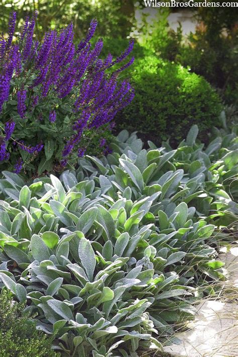 Buy Fuzzy Wuzzy Lambs Ear Plants Free Shipping Wilson Bros Gardens 1 Gallon Pot For Sale