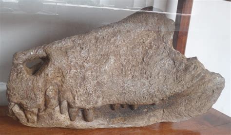 Barinasuchus Wikipedie