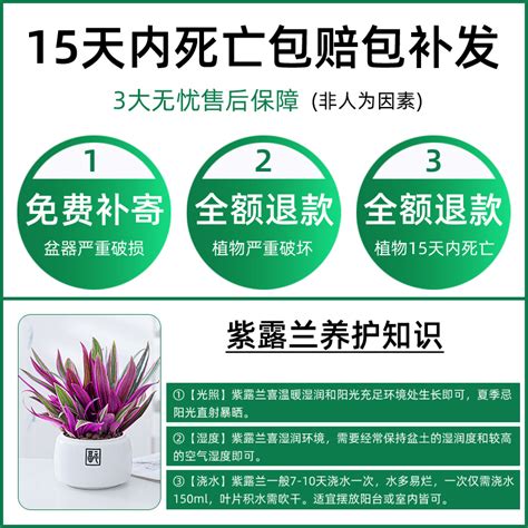 紫露兰盆栽吊兰四季常青办公室内客厅好养净化空气懒人吸水紫背兰虎窝淘