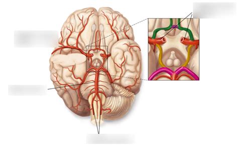 Arteries Inferior Brain Diagram Quizlet