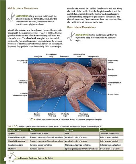 Steps In Dissection Of Rabbit At Paula Barnhart Blog
