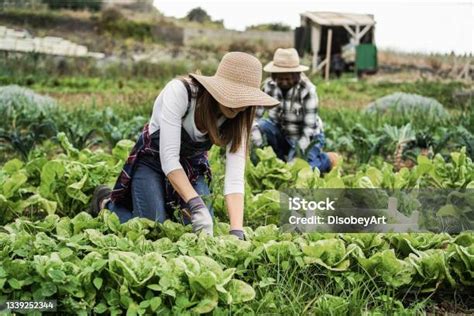 양상추 식물을 집어 들고 온실에서 일하는 농부 여성 앞 여자에 초점 농장에 대한 스톡 사진 및 기타 이미지 농장 여자