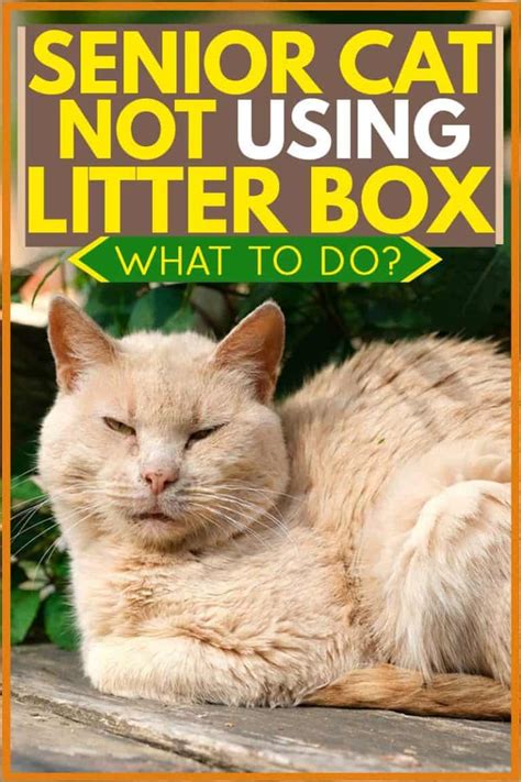 Senior Cat Not Using Litter Box What To Do Litter Boxes Magazine