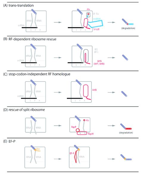 Schematic Model Of Ribosome Rescue Systems A A Model Of Download Scientific Diagram