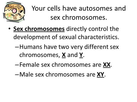 Mitosis And Meiosis Sb2 E Compare The Advantages Of Sexual Reproduction And Asexual Reproduction