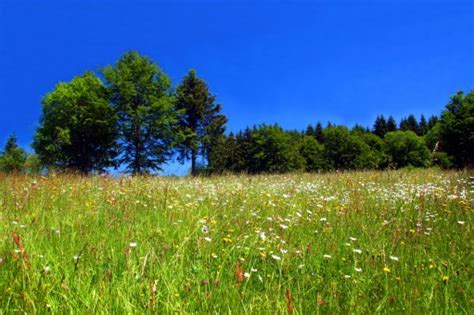 Free Images Tree Forest Plant Field Meadow Prairie Flower