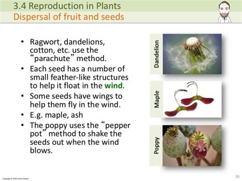 Igcse Plant Reproduction