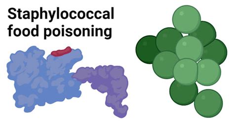 Staphylococcal Food Poisoning Sfp Staphylococcus Aureus Enterotoxins