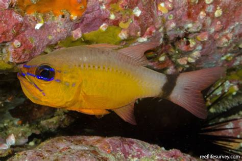 Ostorhinchus Aureus Ringtail Cardinalfish Reef Life Survey