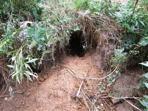 How To Get Rid Of Coyote Den