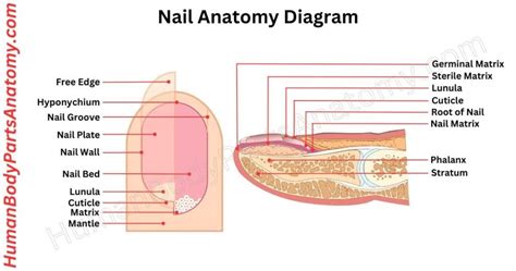 Complete Guide To Nail Anatomy With All Parts Names And Diagrams