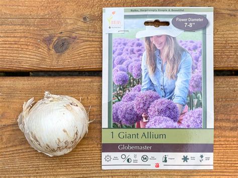 How To Plant Allium Bulbs In Fall