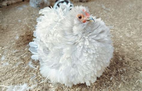 De Meest Kindvriendelijke Kippenrassen Met Foto S Kippen Be