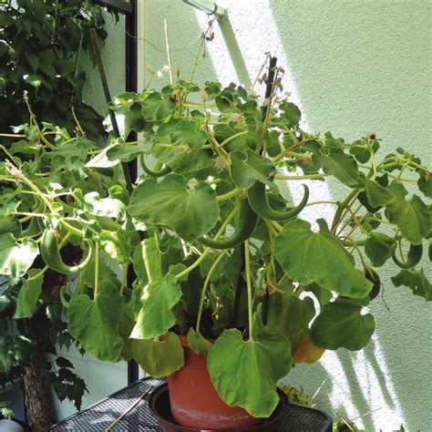 Proboscidea Louisianica Subsp Fragrans With Dicyphus Errans Population