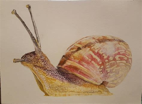 Watercolor Snail At Explore Collection Of