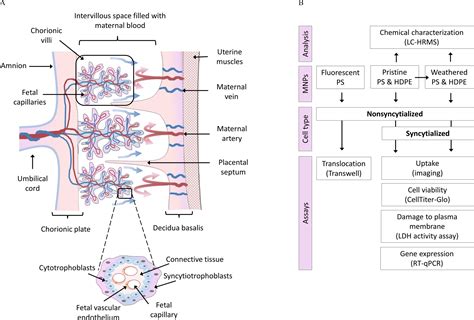 Uptake Transport And Toxicity Of Pristine And Weathered Micro And