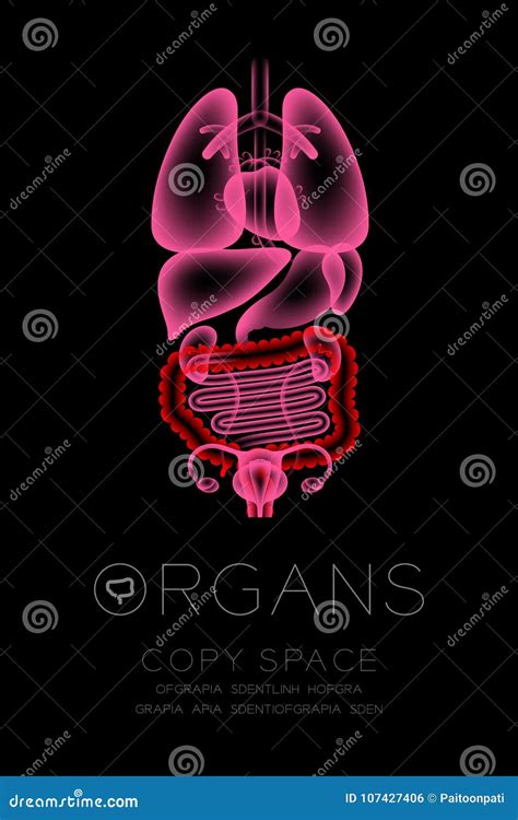 Female Organs X Ray Set Large Intestine Infection Concept Idea Vector