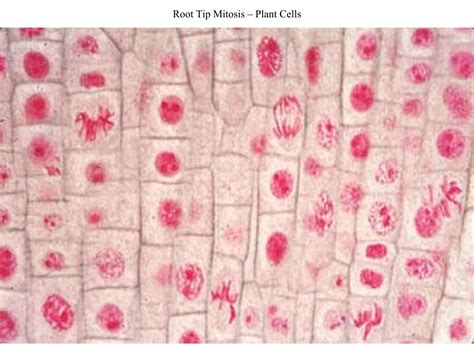 Mitosis Slides Ppt Biological Sciences Science