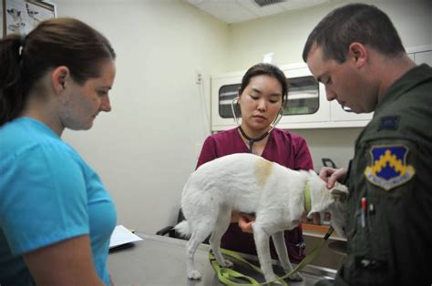 The Distemper Parvo Vaccine A Big Shot Why It Matters Herepup