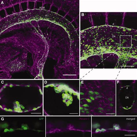 Runx1 24 Mcne Is Active At Sites Of Hematopoietic Stem Cell Emergence Download Scientific