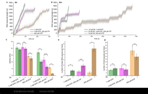 Inhibitory Effect Of Stl On Rnap Pausing Intermediates A B