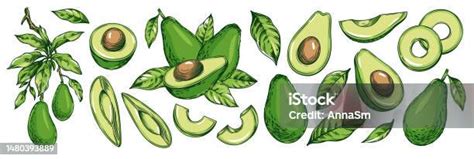 아보카도 세트 전체 아보카도 아보카도 반쪽과 나뭇잎 흰색 배경에 격리된 손으로 그린 식물 요소 빈티지 스타일의 그래픽 과일 벡터 컬러 선형 그림입니다 과일에 대한 스톡 벡터